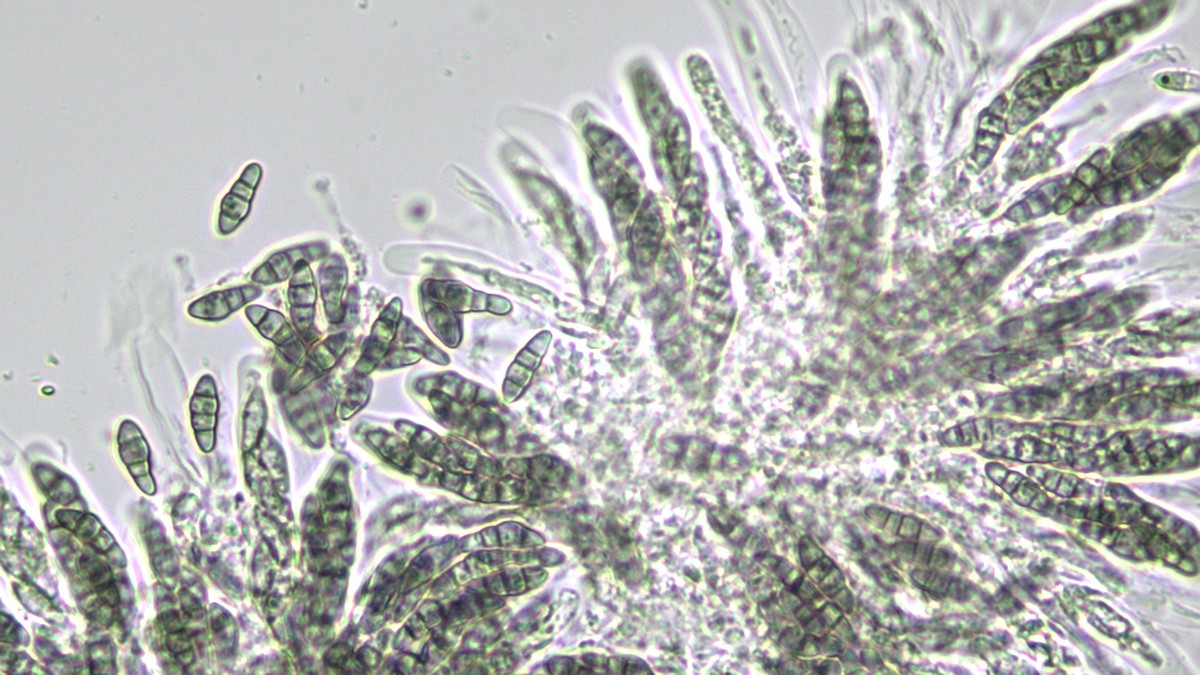 Capronia_pilosella Ascomycten, Schlauchpilze